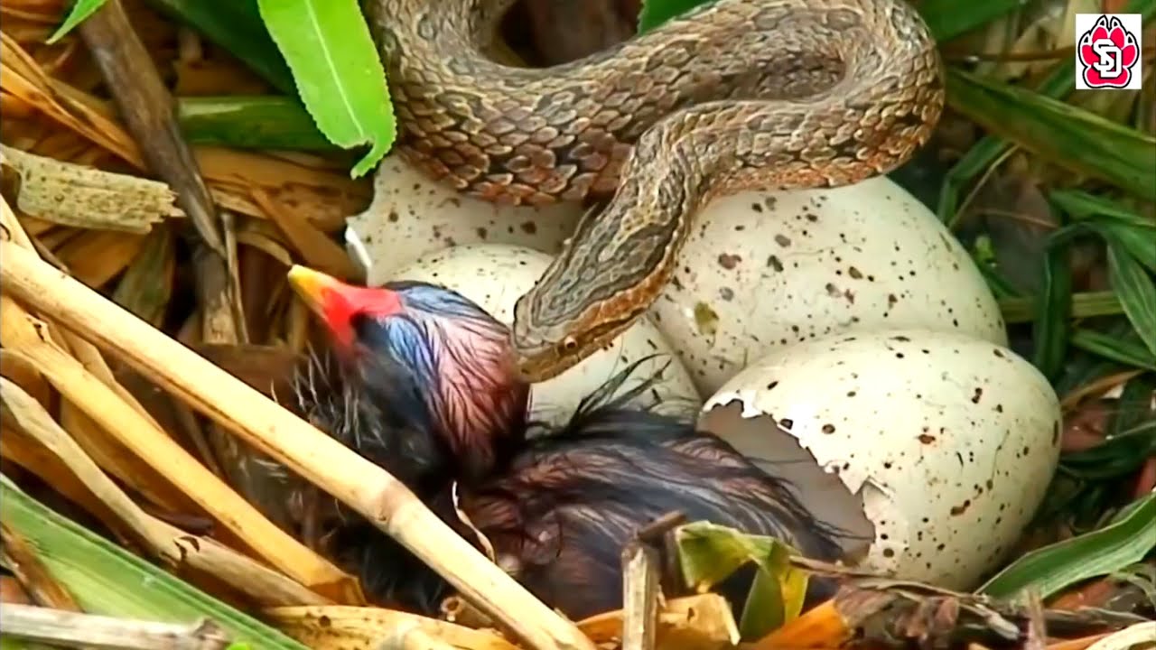 Snake hunts baby bird in nest | Snake attack on bird - YouTube