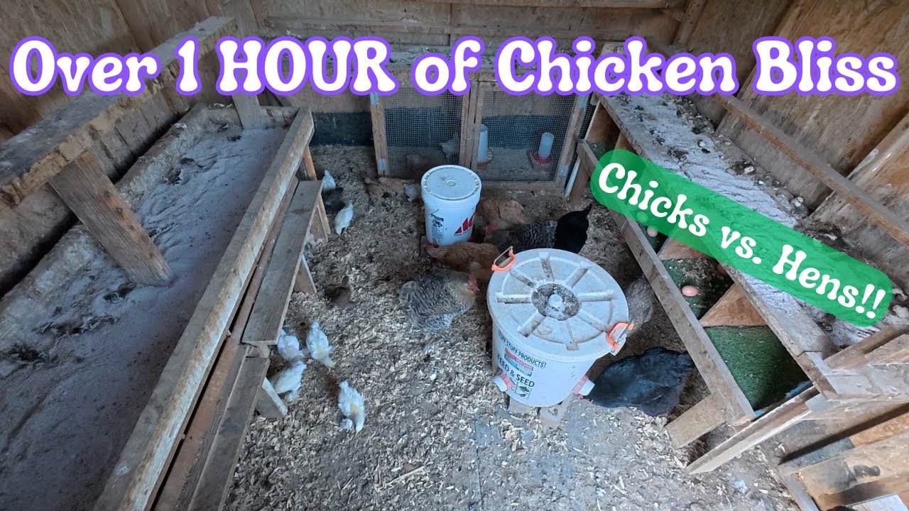 Hens Meeting Chicks: The Awkward First Encounter! - YouTube
