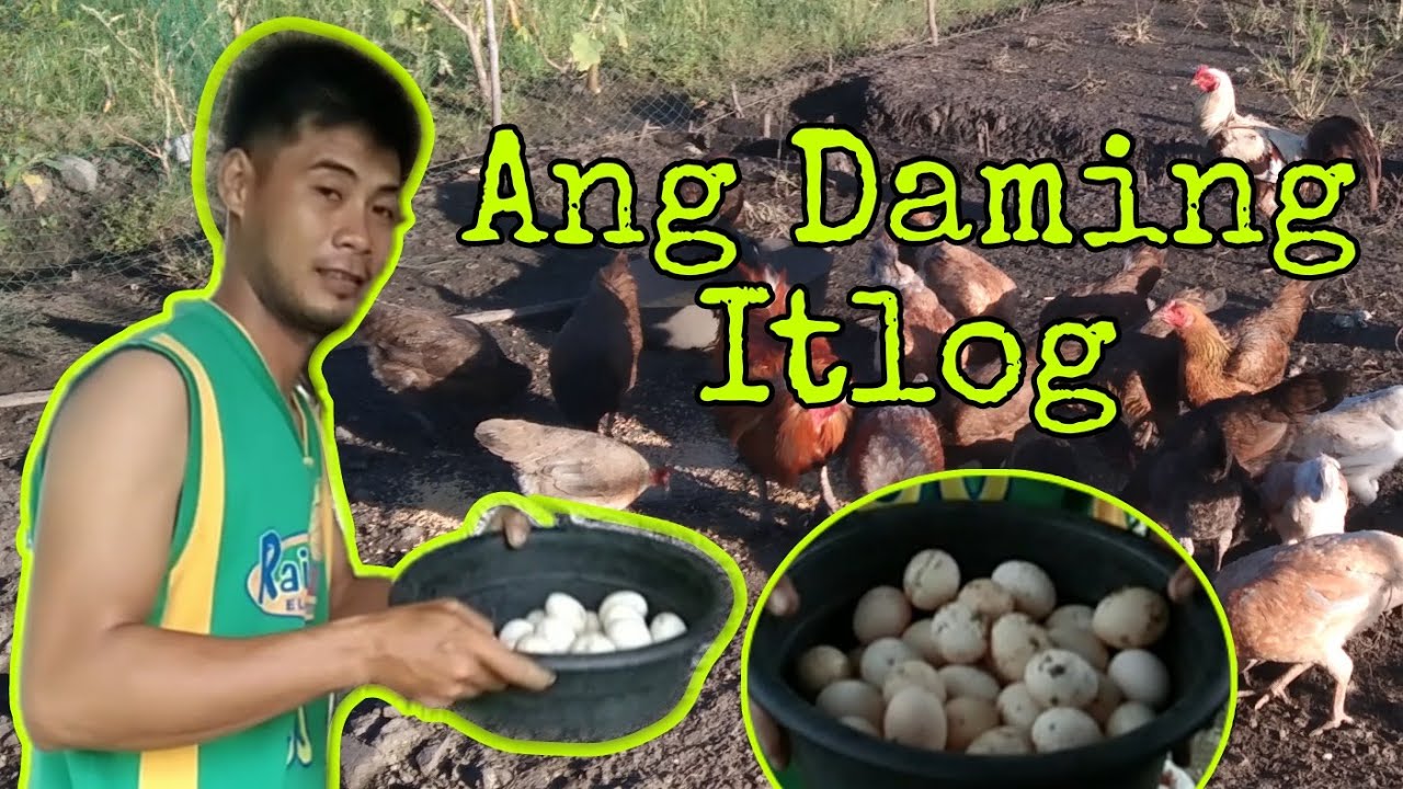 Ang daming itlog | nakapag harvest na ako ng itlog ng manok ko. - YouTube