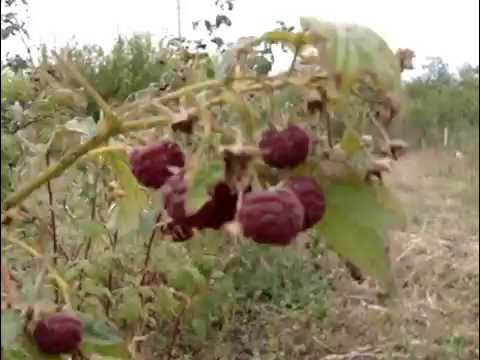 Малина ремонтантная Херитейдж (Heritage) - YouTube