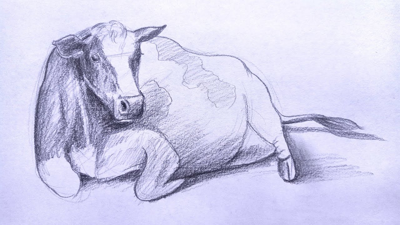 How to draw a cow from different angles step by step - YouTube