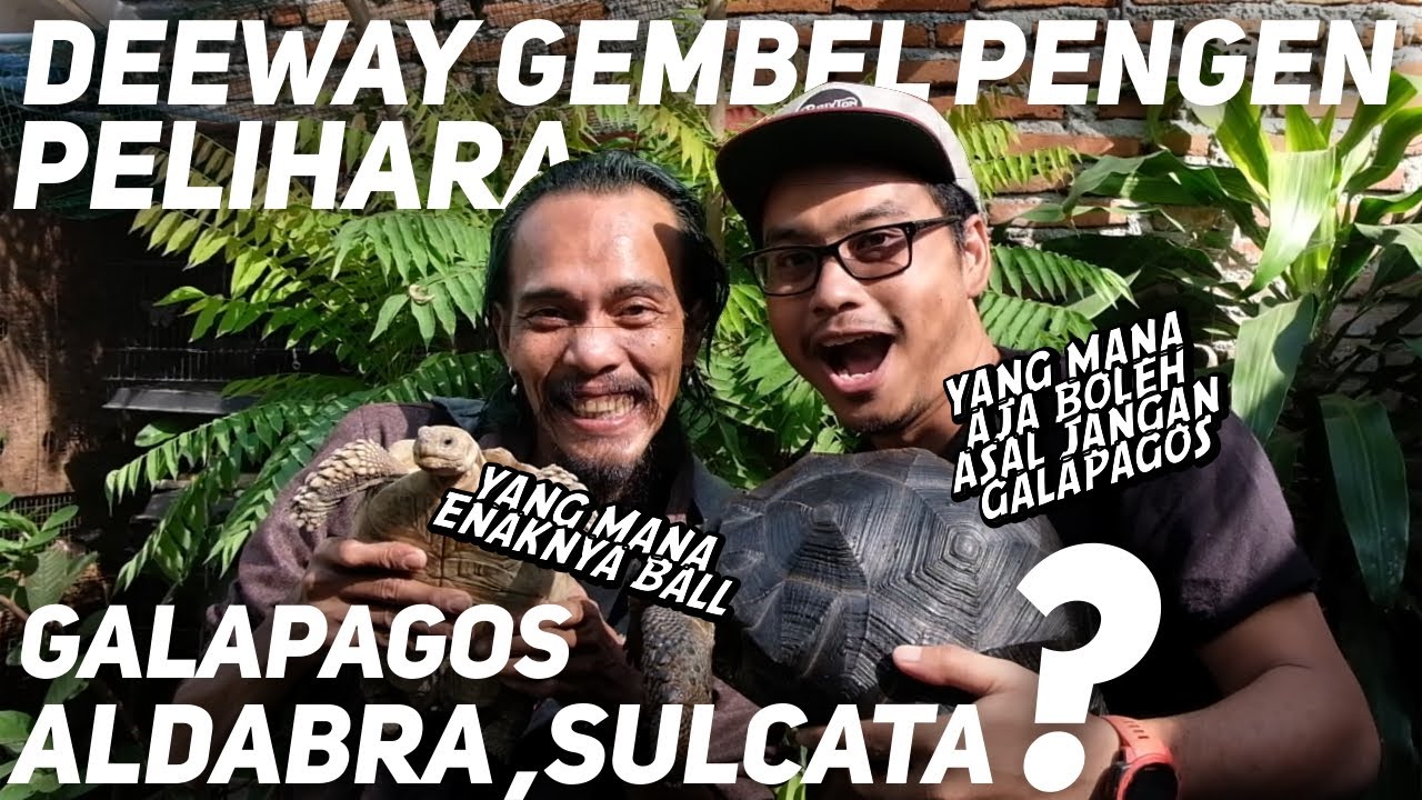 PRESIDEN CUPANG - DEEWAY GEMBEL BELAJAR CARA PELIHARA TORTO ! | ALIH ...