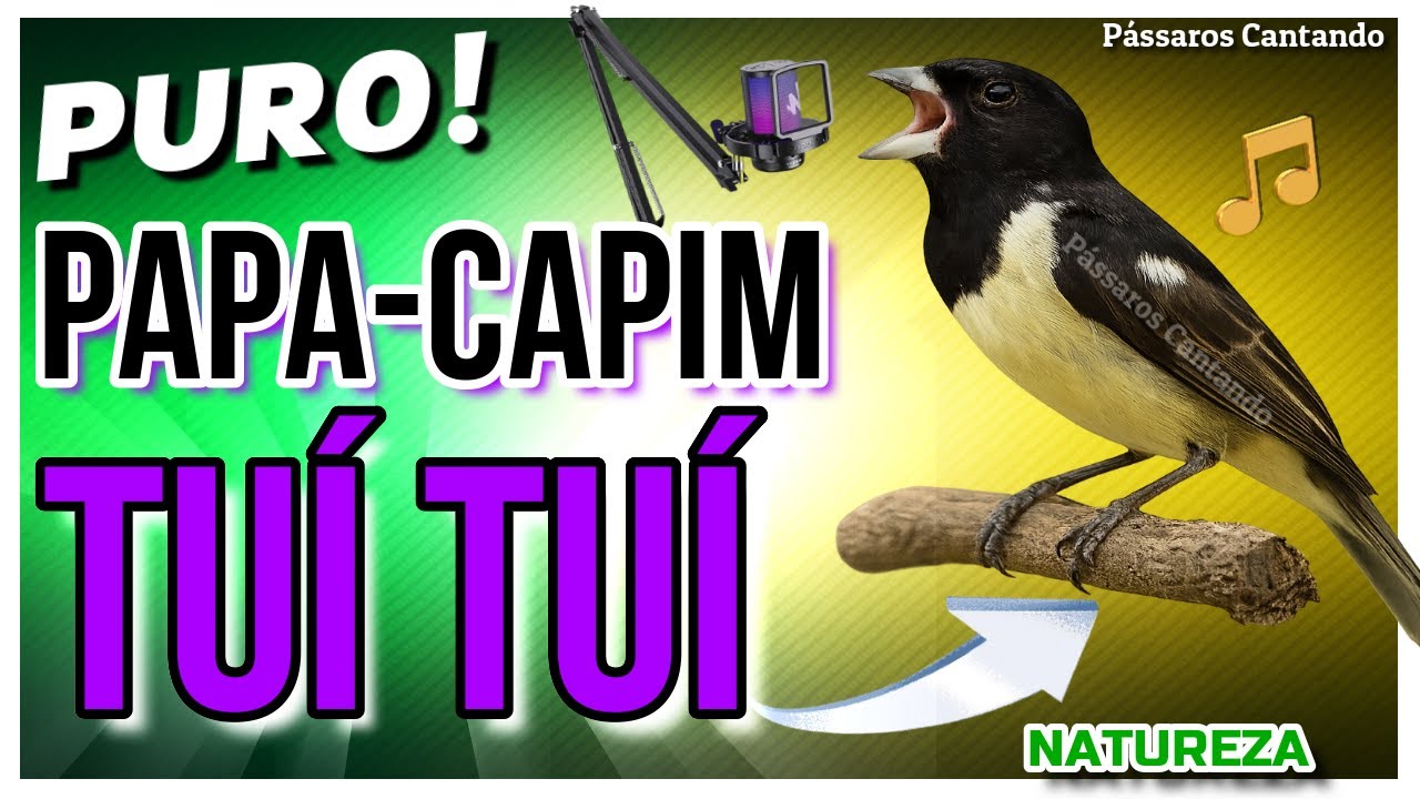 Canto do Papa Capim Tuí Tuí Puro 🎵 Ideal para Encarte e Aprendizado ...