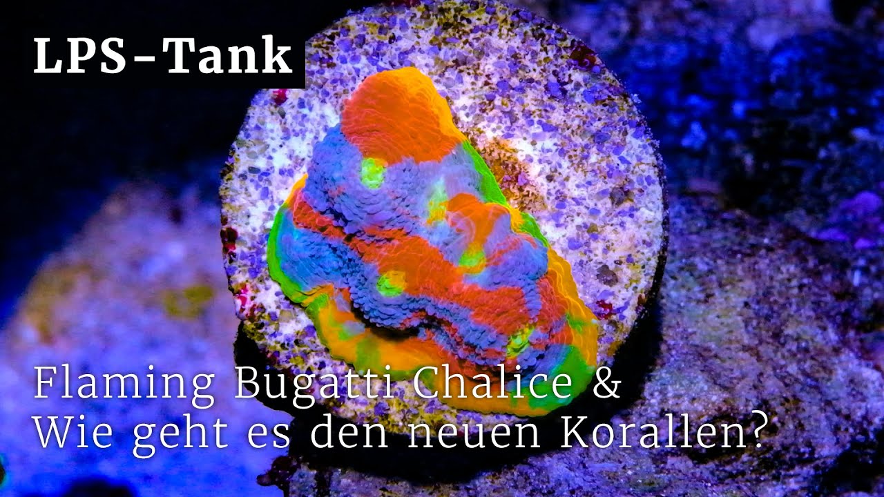 Flaming Bugatti Chalice im LPS-Becken, wie geht's den neuen Korallen ...