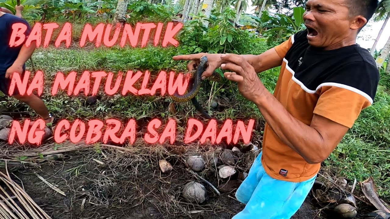 Bata Muntik na Matuklaw ng Cobra sa daan | Team Pangayam Vlog - YouTube