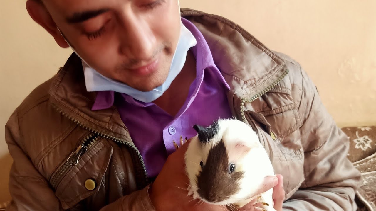 cute gini pig, eat food - YouTube