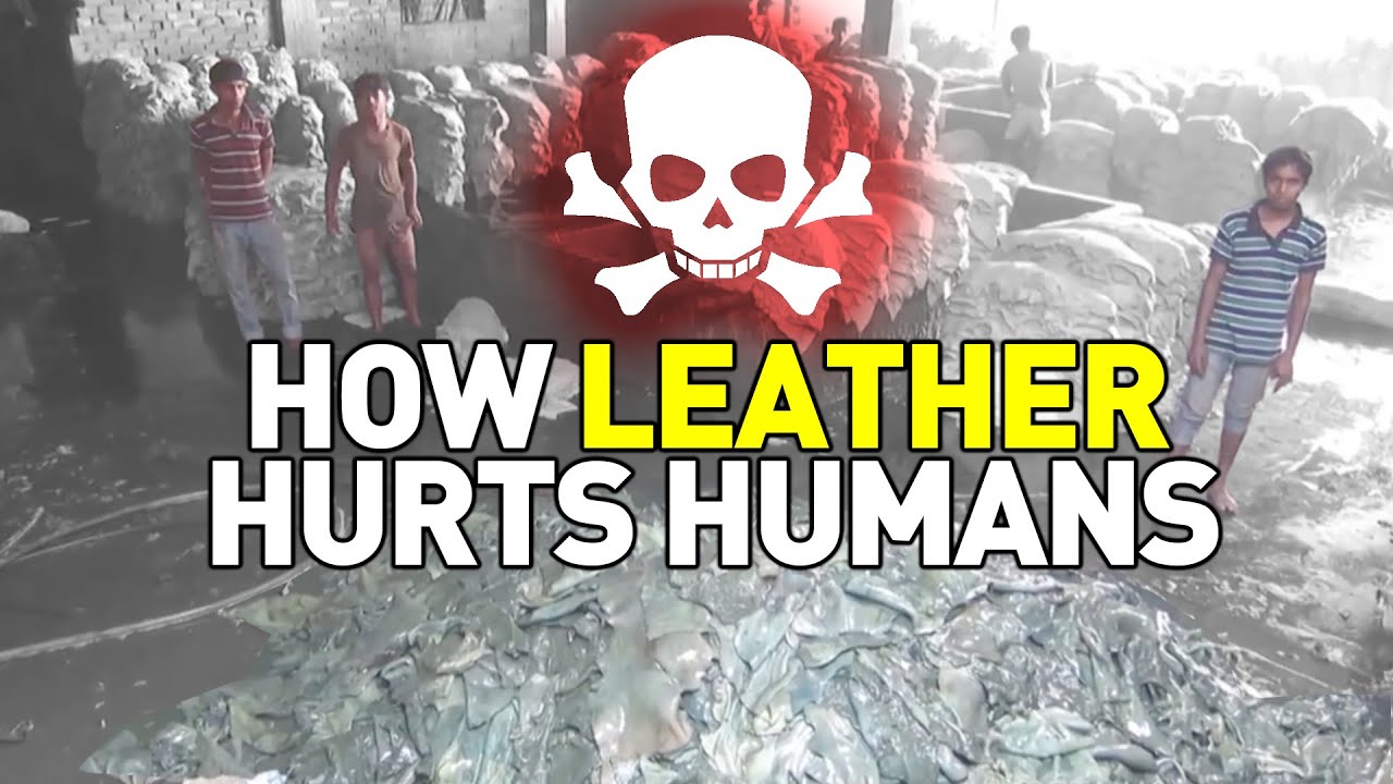 How Leather Hurts Humans - YouTube