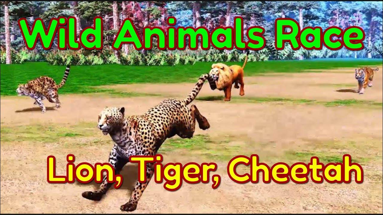 Wild Animals Running Race | Who Will Win The Animals Race - YouTube