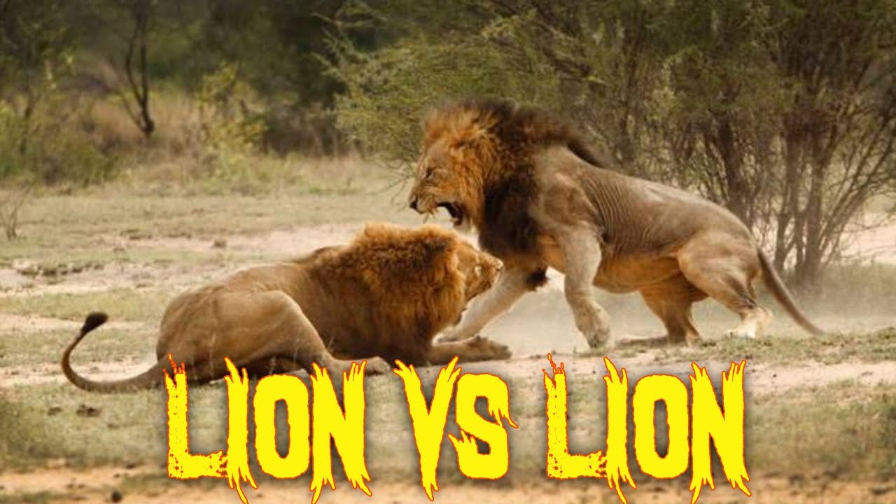 Lion vs Lion - YouTube