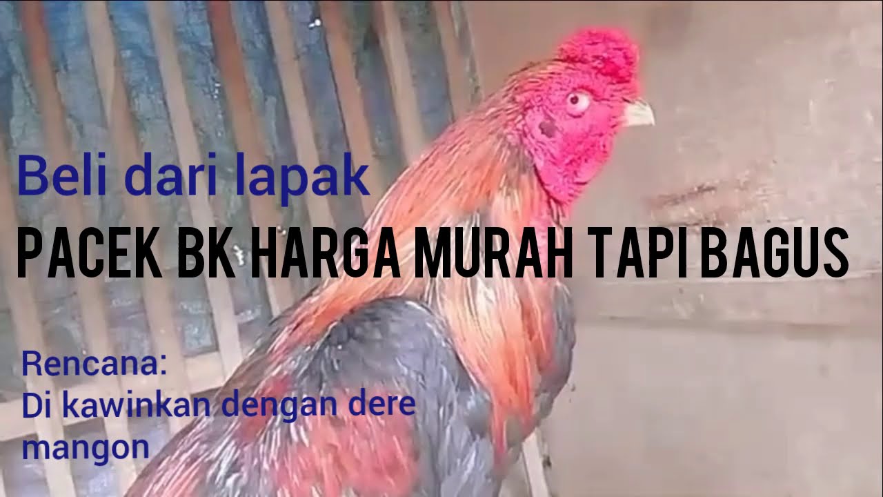 pacek ayam bangkok super-klasik - YouTube