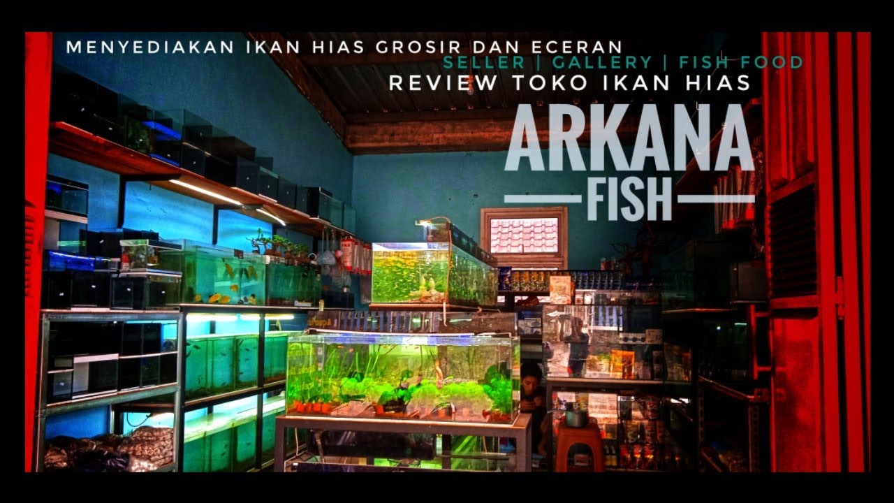 Review Toko ikan Hias | ARKANA Fish 🐠🍃 Seller ikan hias Grosir dan ...