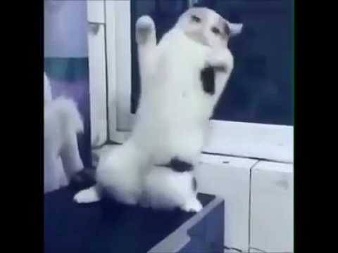 Oynuyan pisik