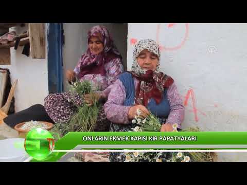 Onların ekmek kapısı kır papatyaları