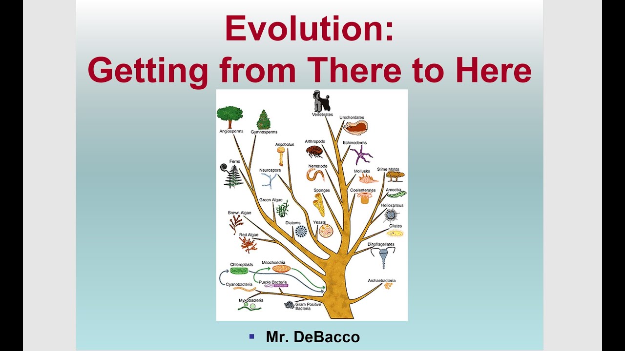 Evolution Getting There From Here - YouTube