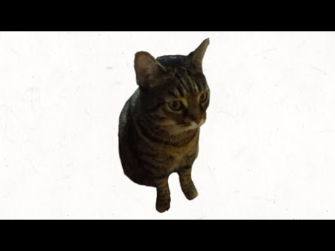 The Cat. - YouTube