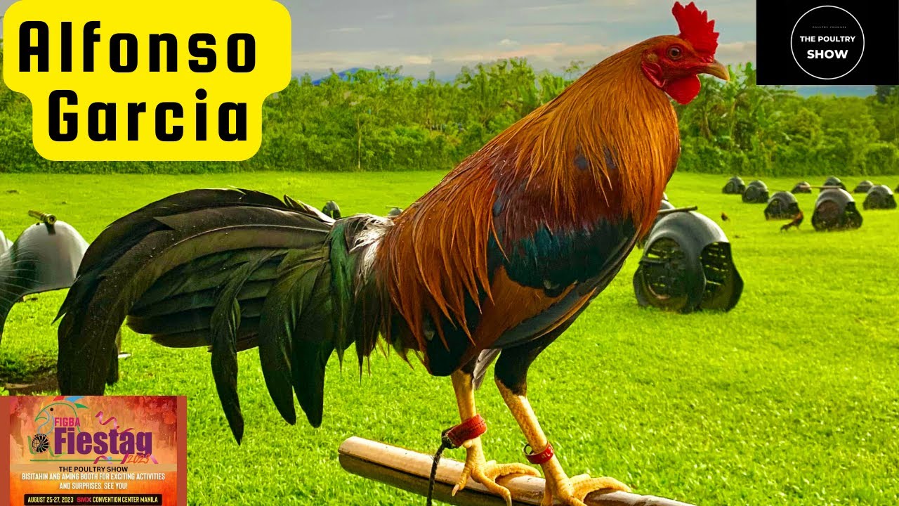 Fiestag FIGBA | Alfonso Garcia | Poultry Expo - YouTube