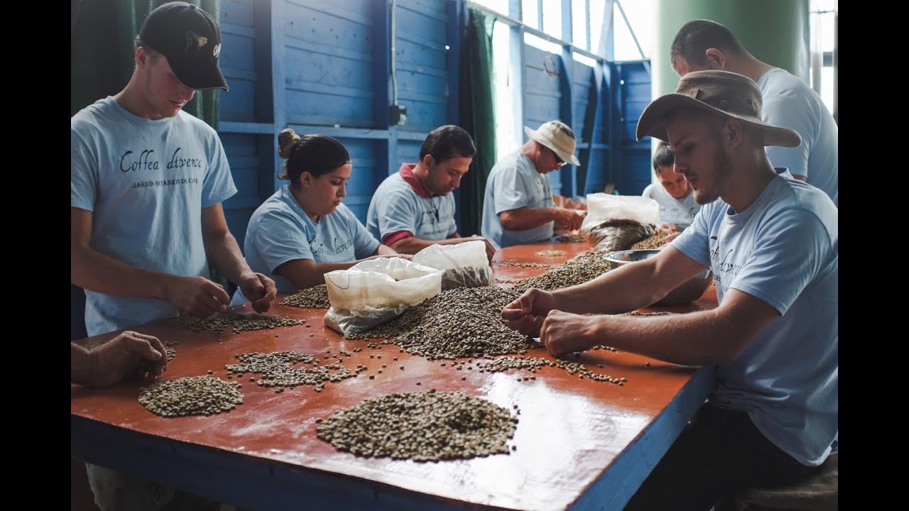 "Costa Rica Was Built On Coffee" — Coffea Diversa: Arenas Del Mar ...