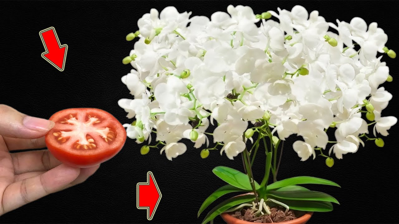 Just 1 Slice Of Tomato! Immediately, Orchids Bloom Non-Stop All Year ...