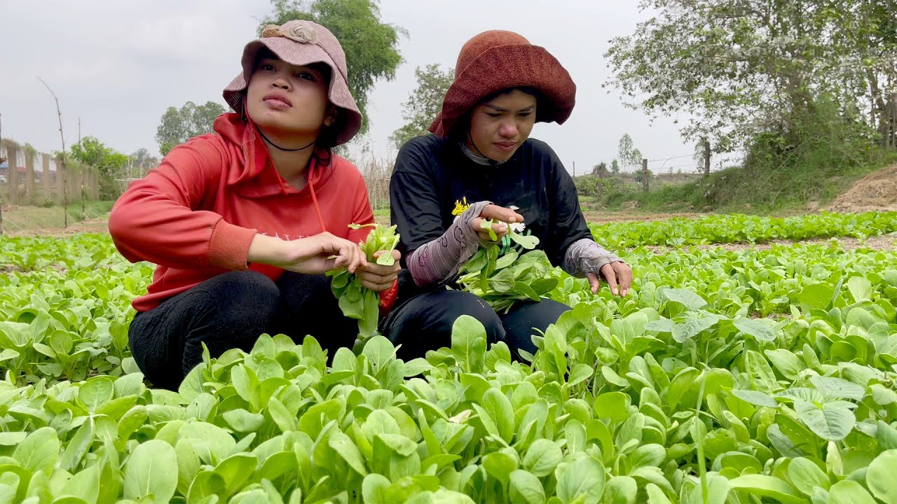 Cambodian Family Farm-Khmer Cooking - YouTube