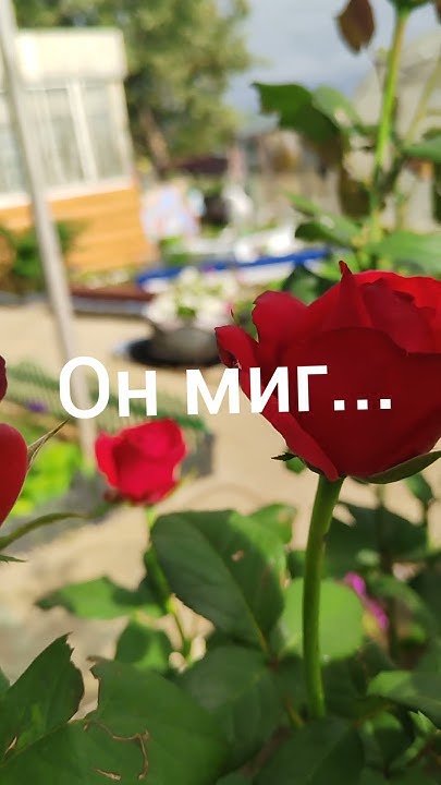 Жизнь - это миг! - YouTube