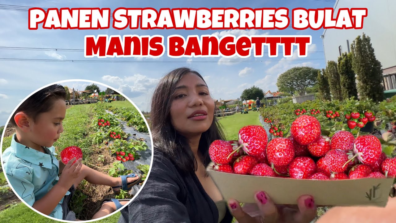 PANEN STRAWBERRIES BENTUK BULAT MANIS BANGET - YouTube