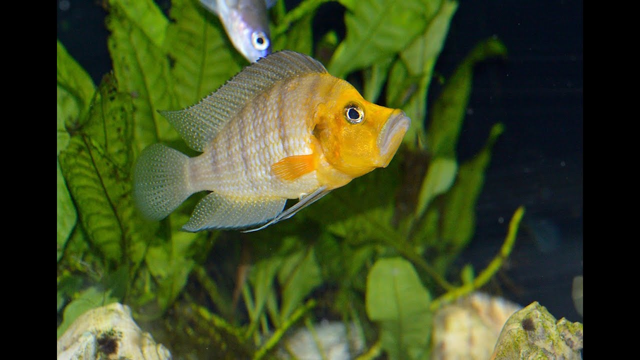 Altolamprologus compressiceps "Golden head" Mutondwe with fry - YouTube