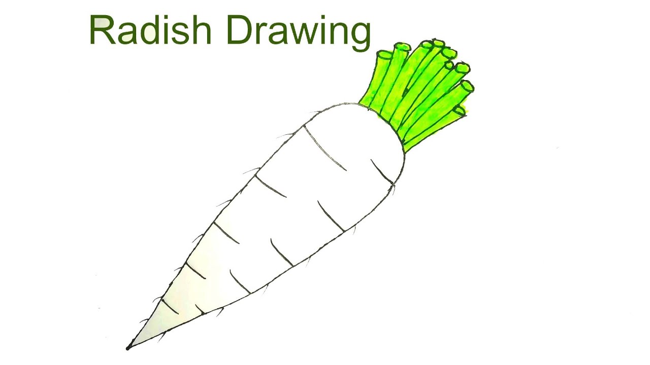 Radish Drawing || How to Draw Radish Step by Step || Easy Drawing ...