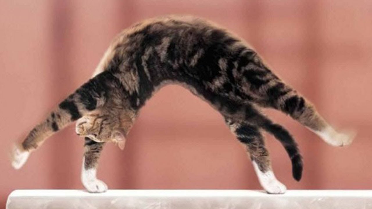 Olympics Games in Cats- Pay Attention to Medal Count 2021 Olympics ...