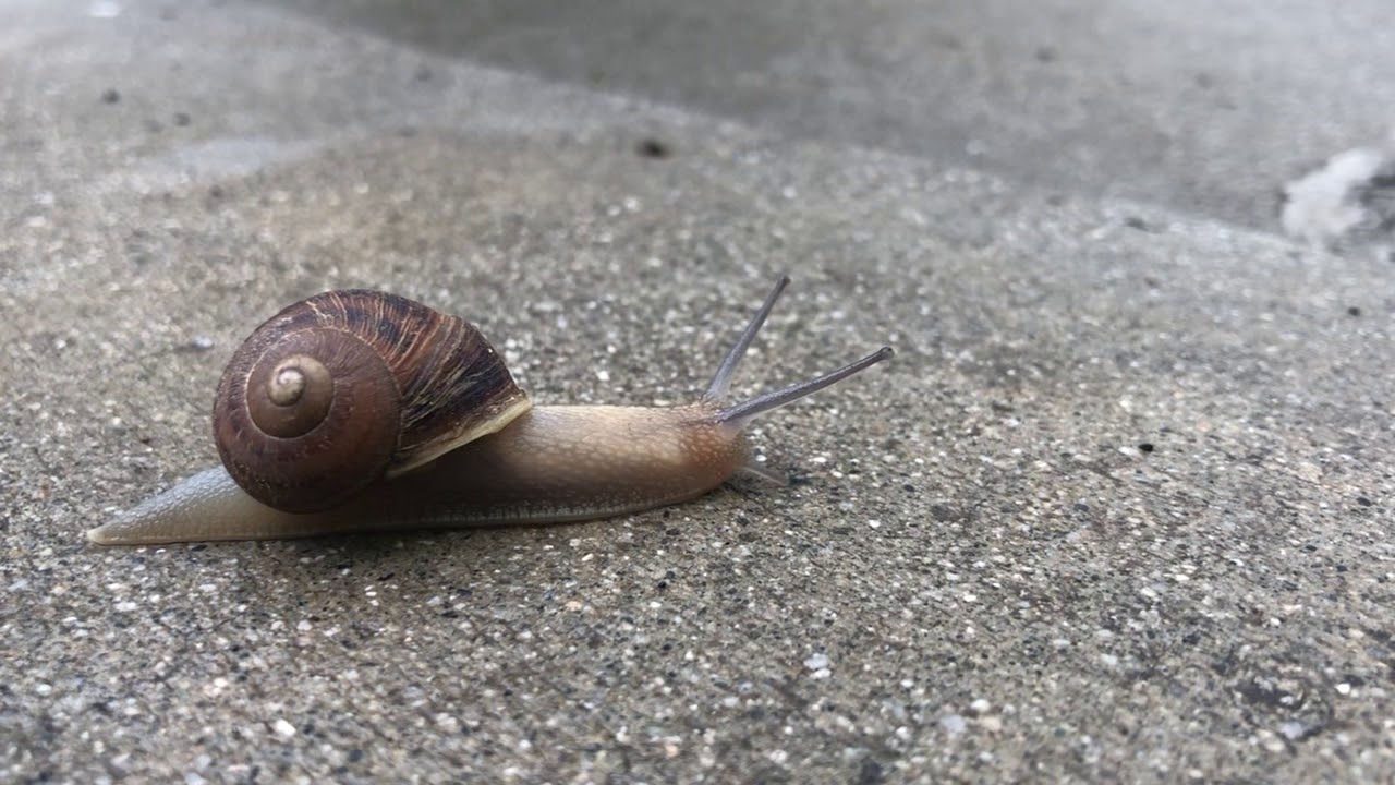 The snails are back. - YouTube