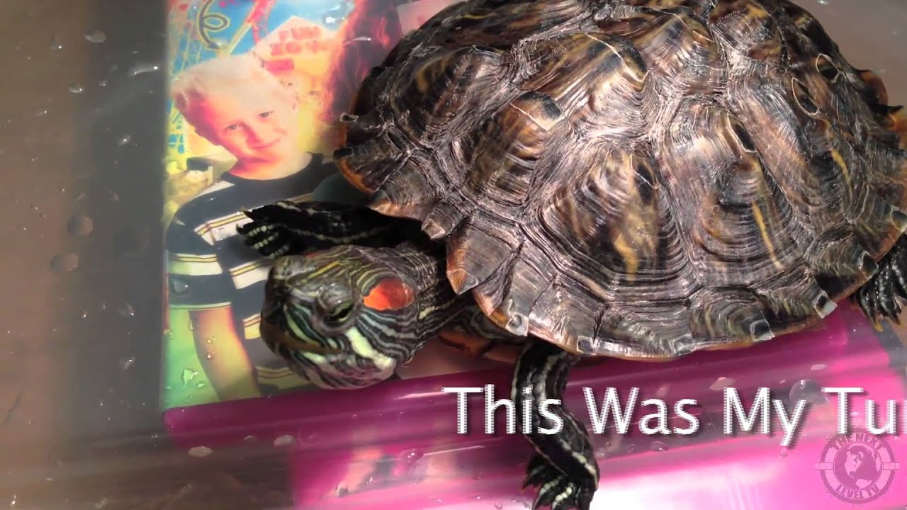 Red Eared Slider Turtle Crying Day Before Passing Away - YouTube