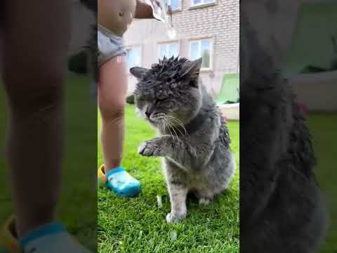 Suyu Seven Kedi 🐈