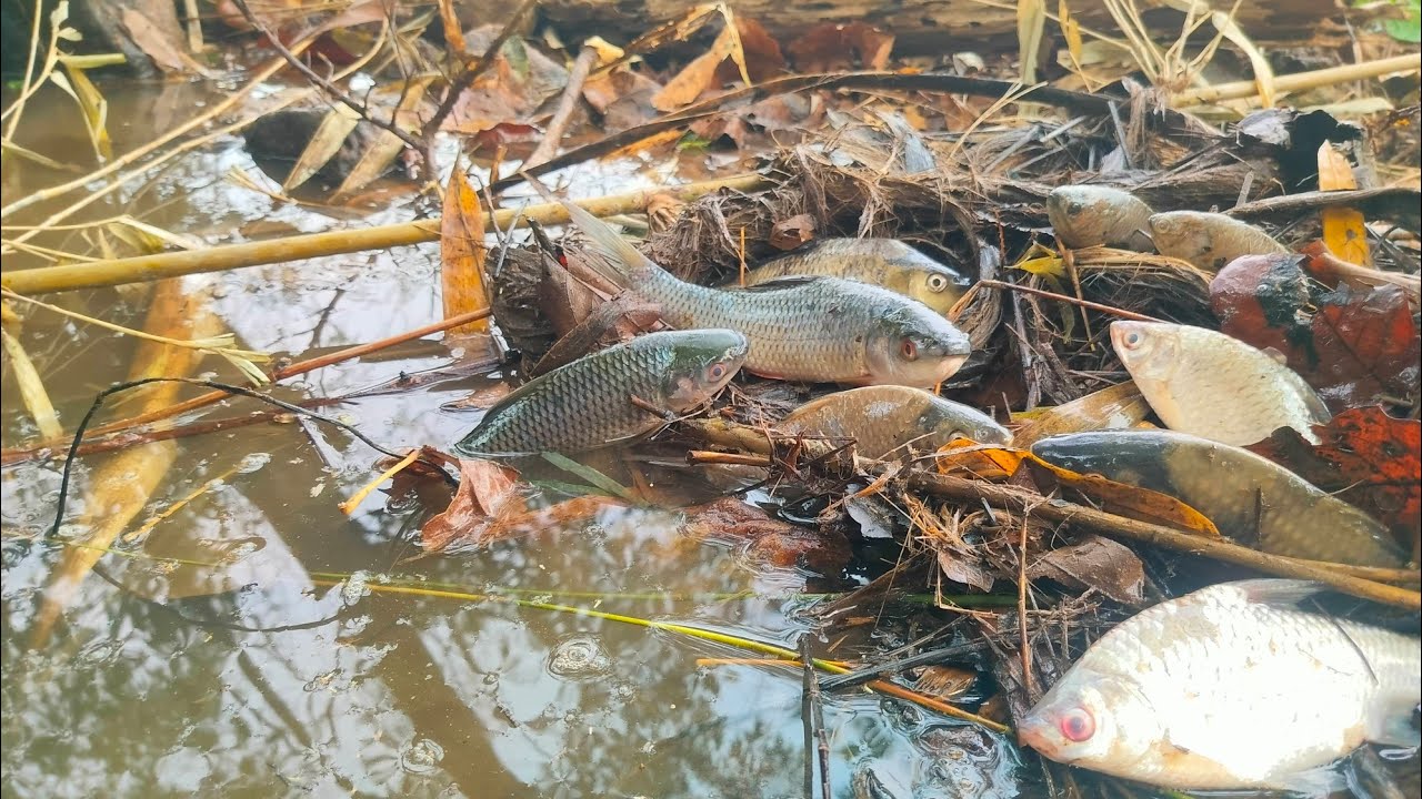 Amazing hand catching fish in the river catch a lots of fish - YouTube