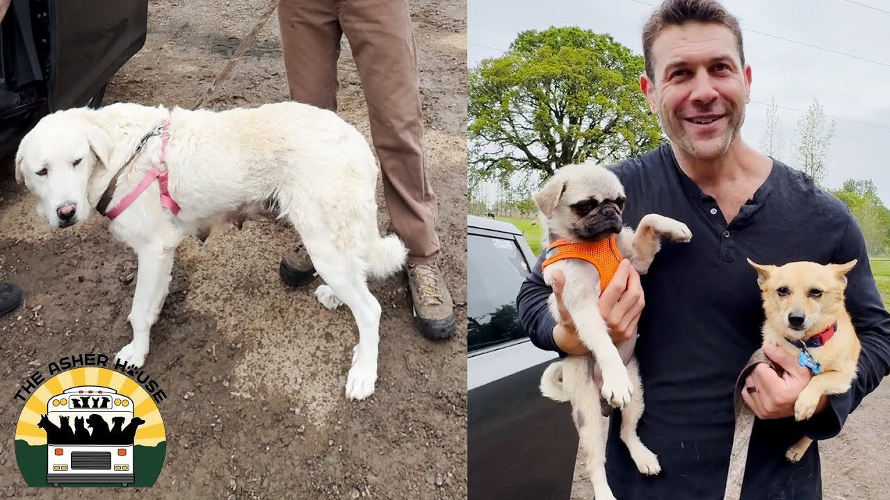 We saved an overbred senior mom and a pug with alopecia | The Asher ...