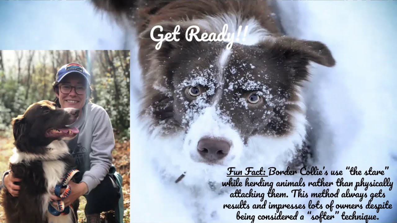 This or That: Animal Edition - YouTube