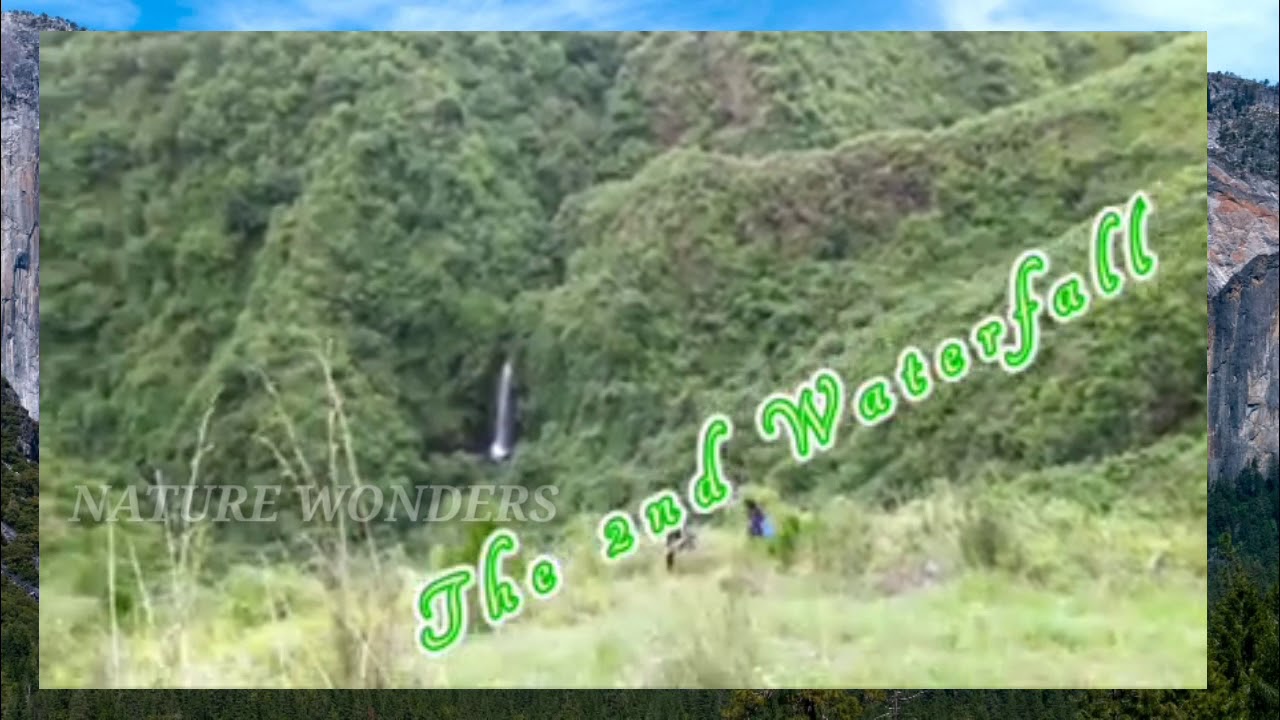 FOREST LIFE STYLE ENVIRONMENT #NATURE WONDERS - YouTube