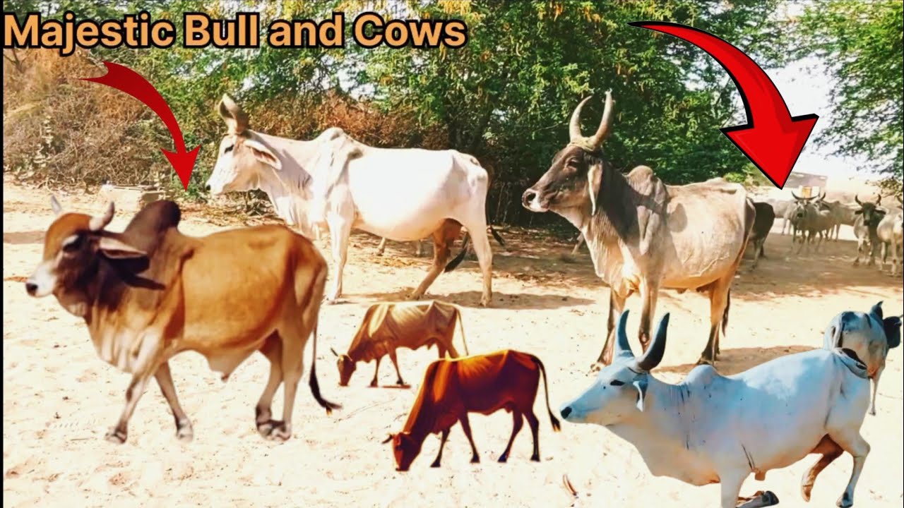 The Majestic Bulls and Peaceful Cows in the Heart of the Forest - YouTube