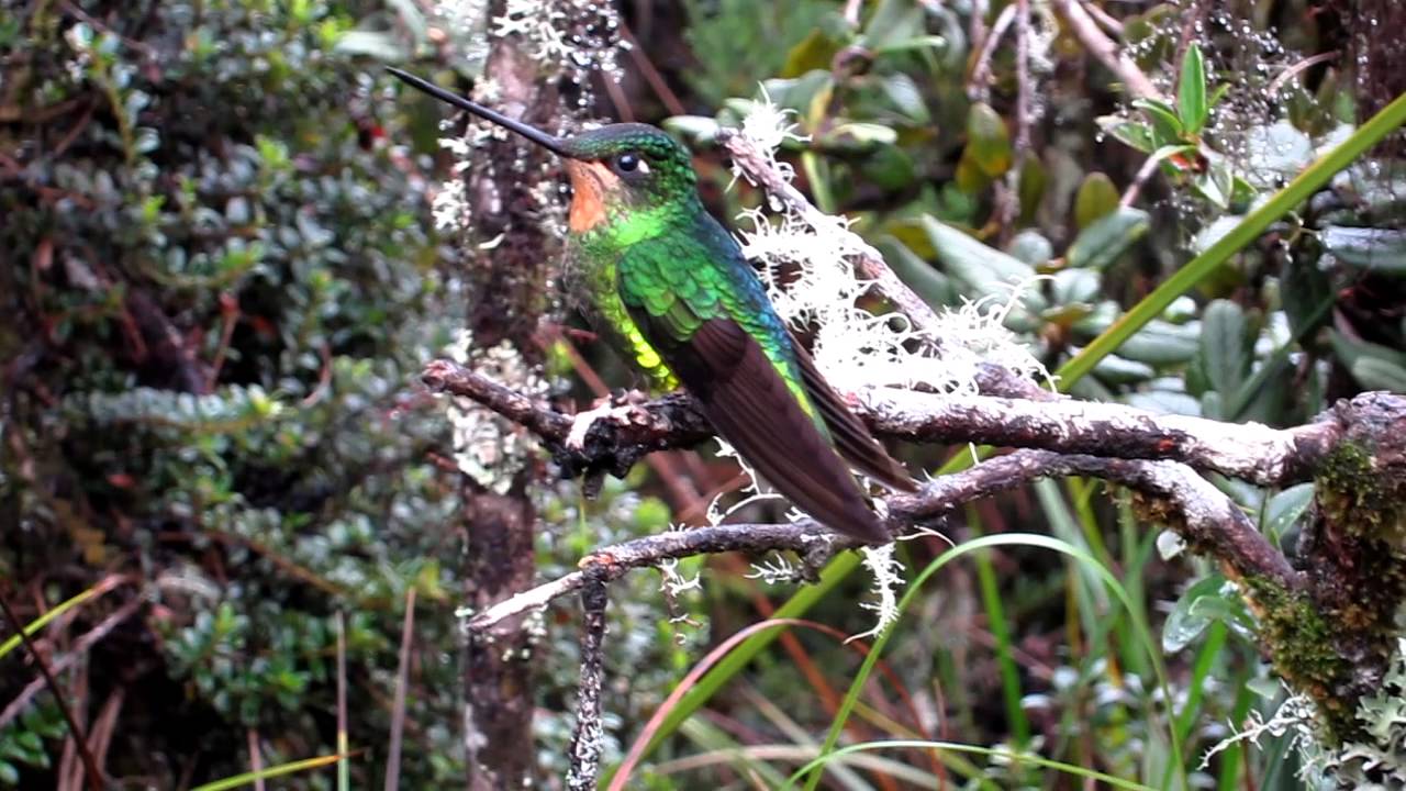Dusky Starfrontlet, Colibri del Sol Reserve, www.ecoturs,org - YouTube
