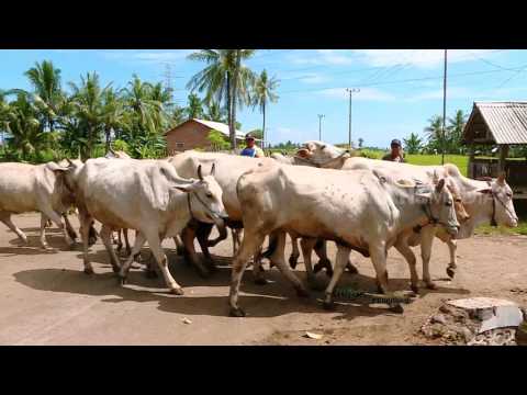 JEJAK PETUALANG - BERTUALANG BERSAMA DENGAN HEWAN TIMUR JAWA (25/4/17) 3-1