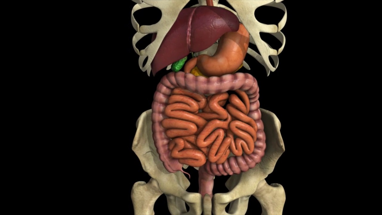 Medical Demo Final Video || 3D Animated Videos || E-Learning - YouTube