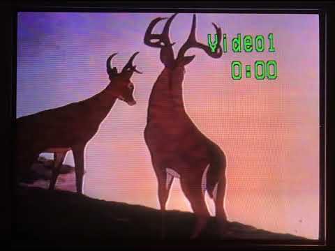 Bambi The Magic Behind Of Masterpiece 1992 VHS Bambi Great Prince On The Forest All 1992 Version #1