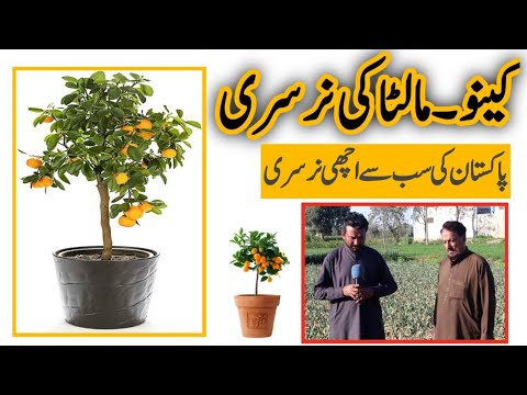 Orange nursery // kinnu nursery // kinnu Orange plant best quality ...