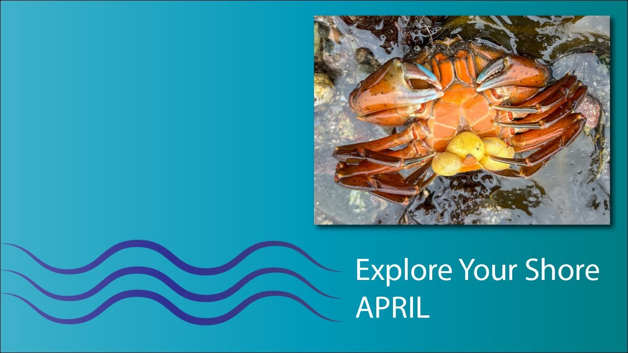 🐟Sacculina carcini, the crab hacker barnacle. - YouTube