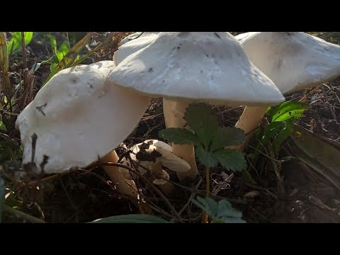 gobelek qovurmasi nece bisirilir | Gobelek yemekleri