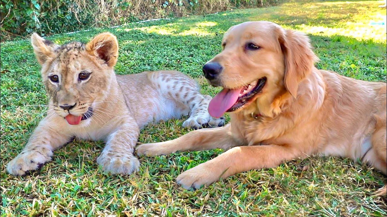 LION CUB AND DOG BECOME BEST FRIENDS ! SO CUTE !! - YouTube