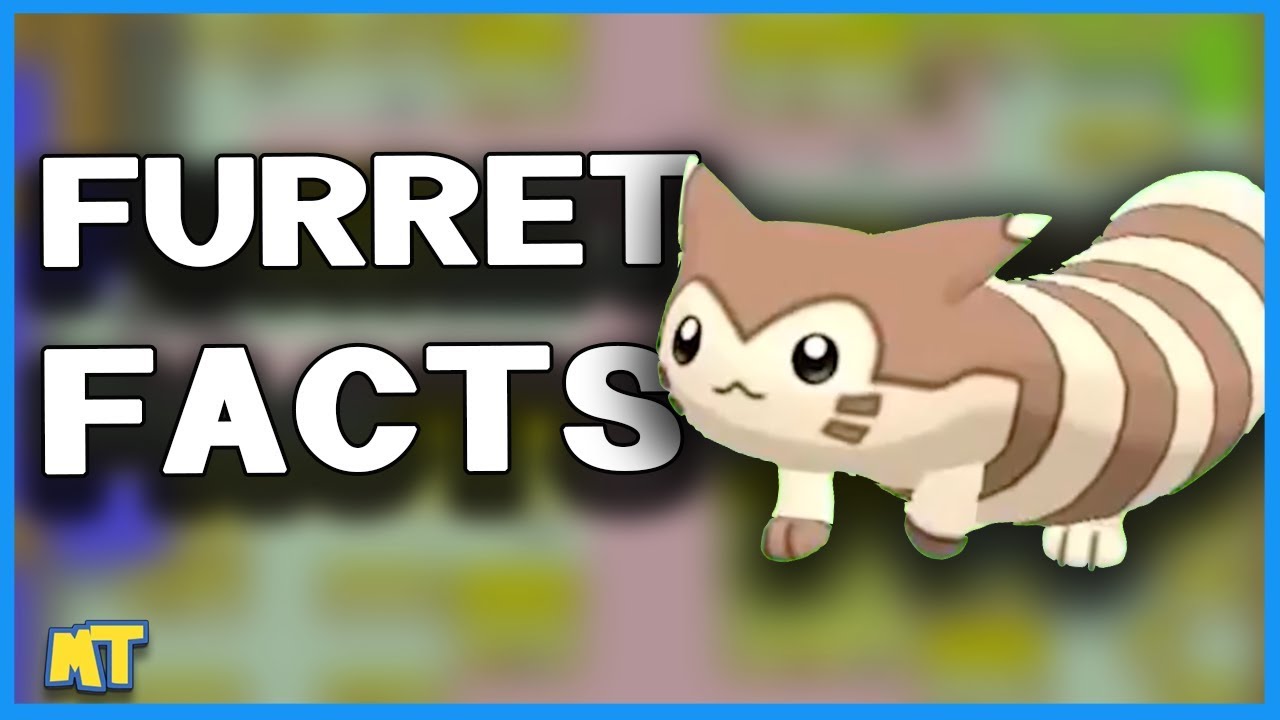 Top 5 Facts About Furret You Likely Didn't Know (Pokémon Facts ...