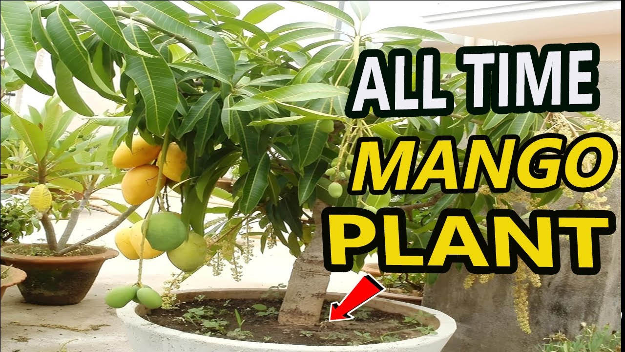 ALL TIME MANGO PLANT "sindhu Mango Trees 🌴 1-2 Year Hybrid Mango # ...