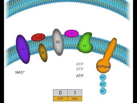 ACOPLAMIENTO Y TEORÍA QUIMIOSMÓTICA (Formación de ATP) - YouTube