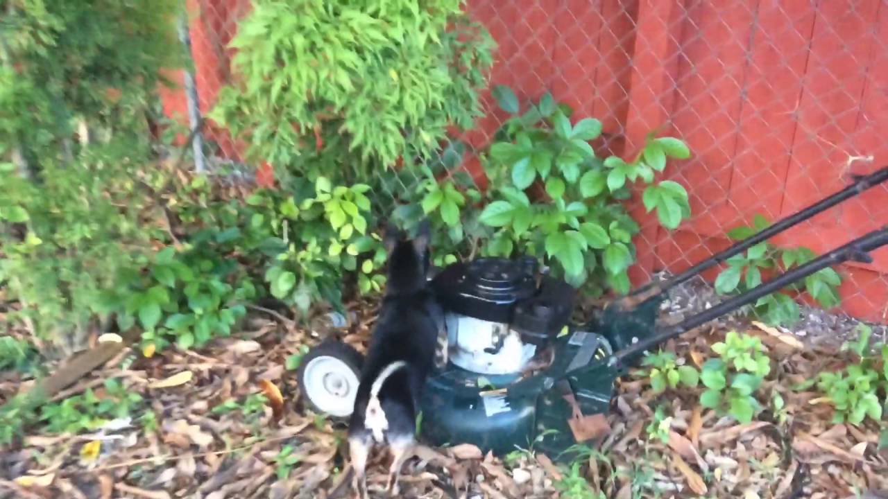 Sparky looking for a lizard in the old lawn mower!!!🐶🚜 - YouTube
