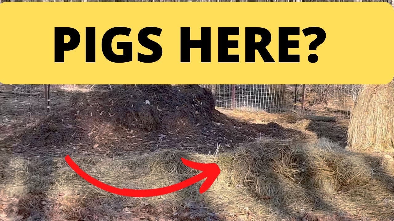 How Many Pigs Are Hiding in this Pile of Hay? - YouTube