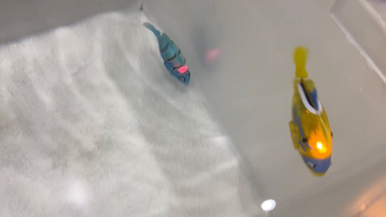Zuru Alive Robo Fish LED Series 3 Demonstration - Yellow & Blue Fish ...